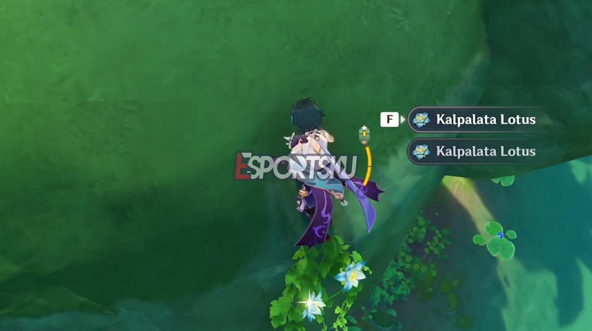 Lokasi Farming Kalpalata Lotus Genshin Impact – Esportsku